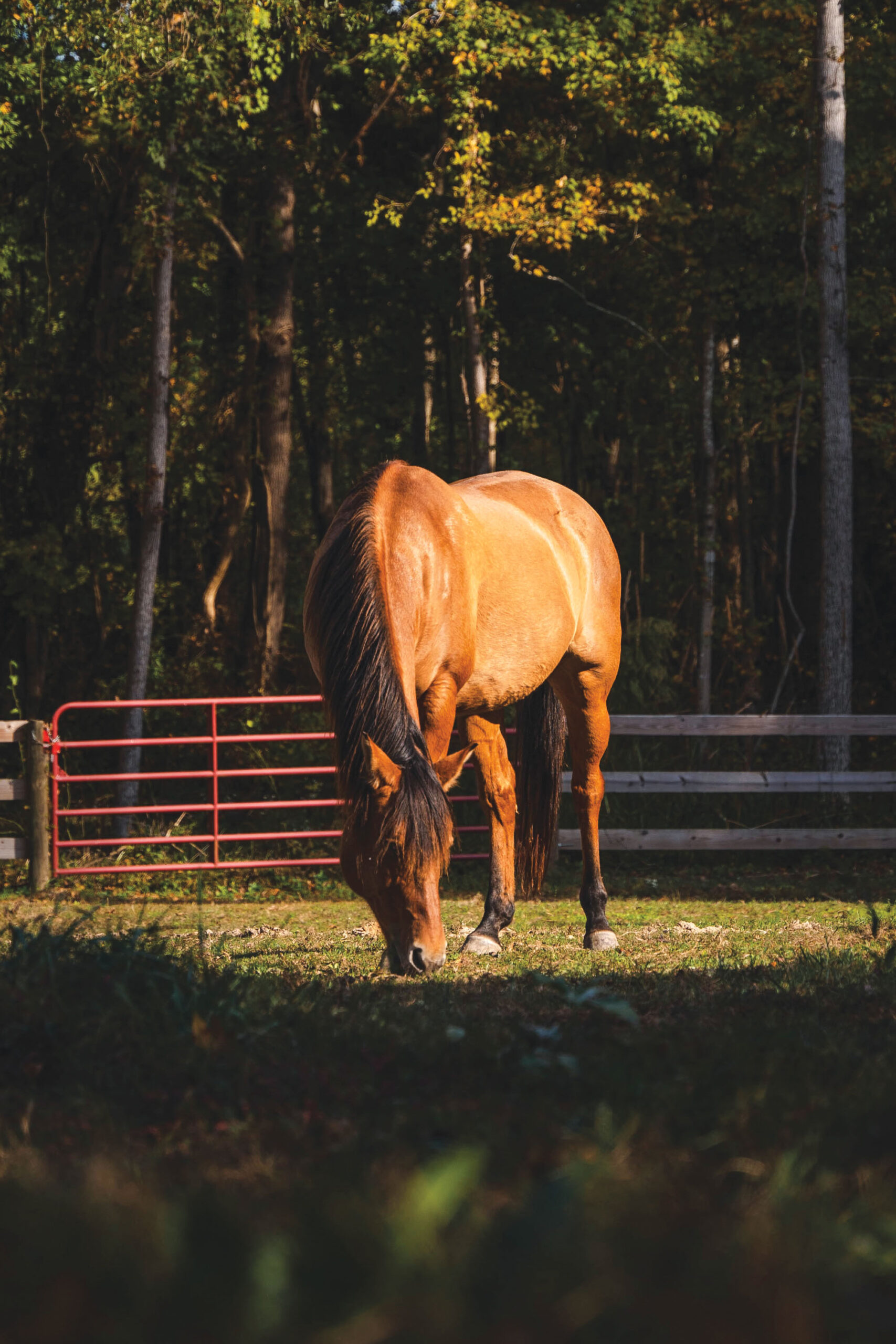 Horses Healing Hearts - Midtown Magazine