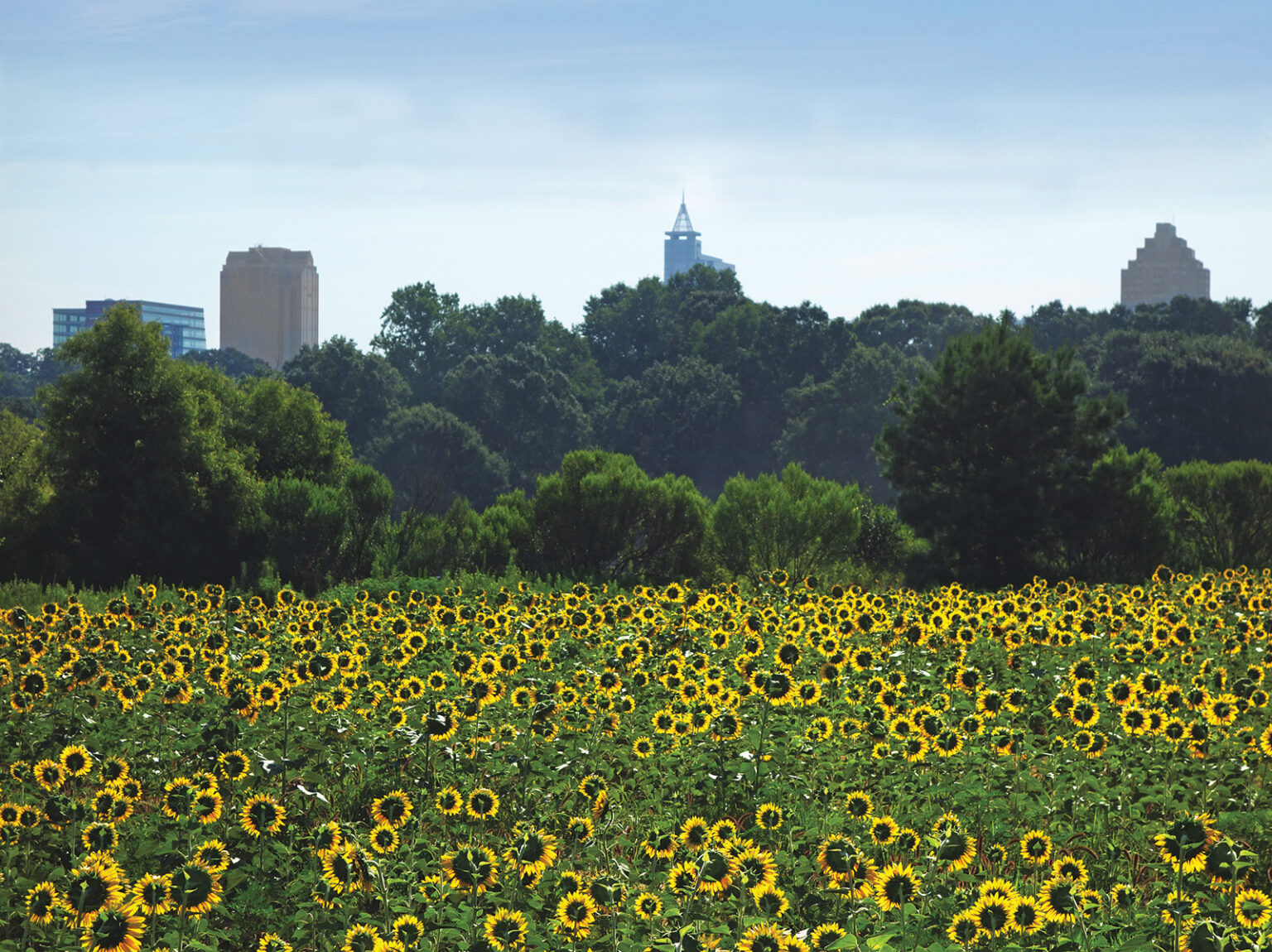 The Newcomer’s Guide to Raleigh - Midtown Magazine
